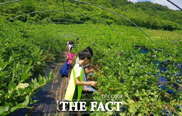 순창군 인기만점 블루베리 분양농장 성황리에 종료 전국 기사 더팩트