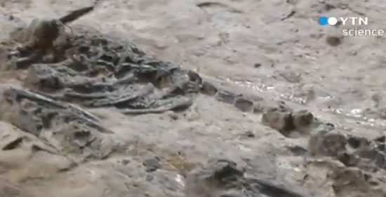 한반도 거대 도마뱀 화석 발견… 비봉리서 발견돼 '비봉리엔시스라' - 사회 | 기사 - 더팩트
